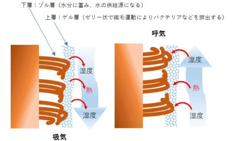 【よくわかる! 加温加湿入門 Part3 】人の気道は高性能な加温・加湿装置 加温加湿器com