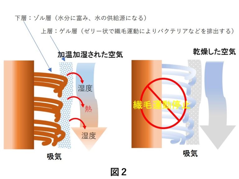 【よくわかる！加温加湿入門 Part6 】人工呼吸管理で加温・加湿が必要な理由～加湿不足により、気道や肺でなにが起こるか考えてみよう Vol